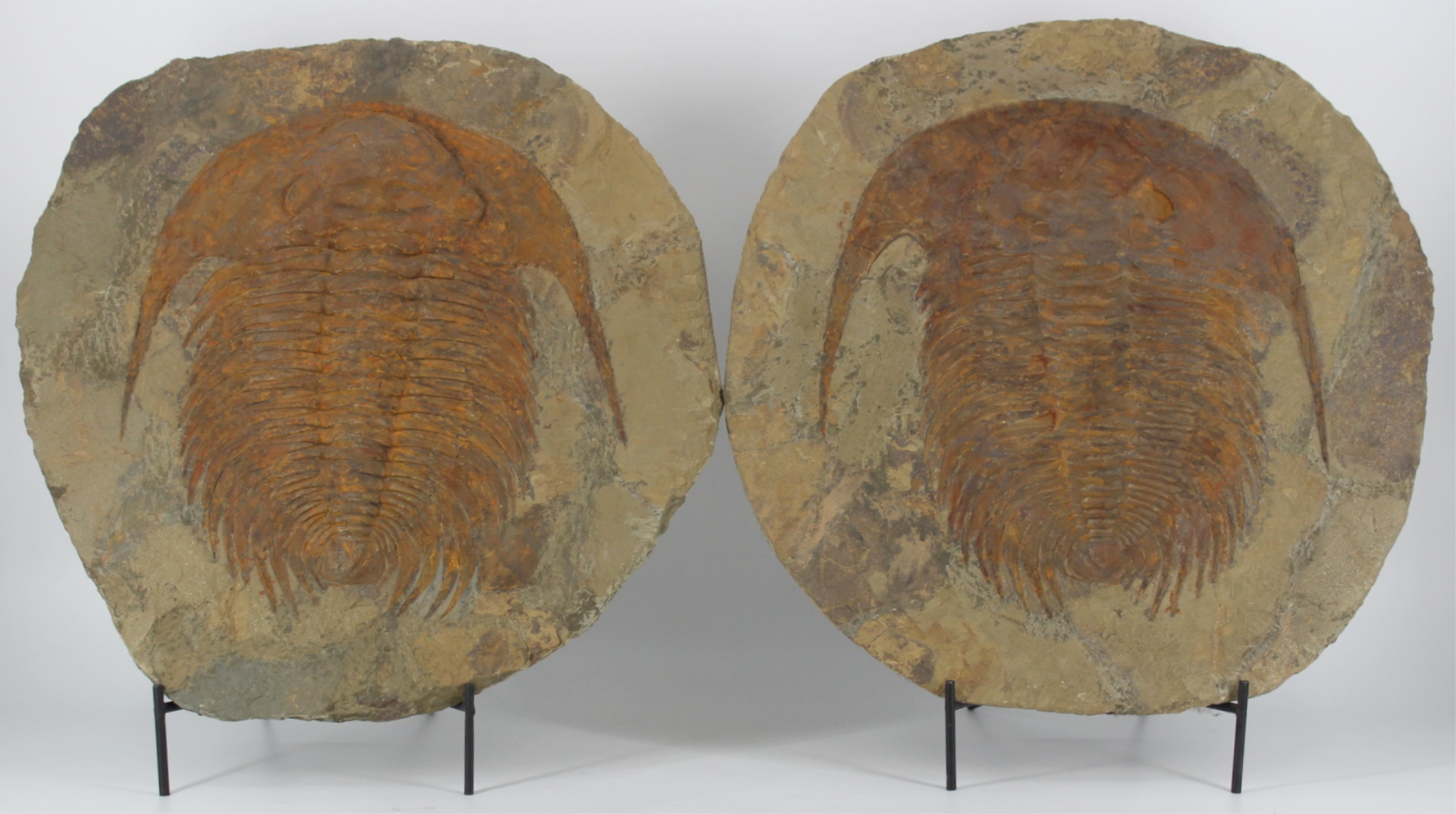 SPECIMEN. Large and Impressive Trilobite Positive | Barnebys
